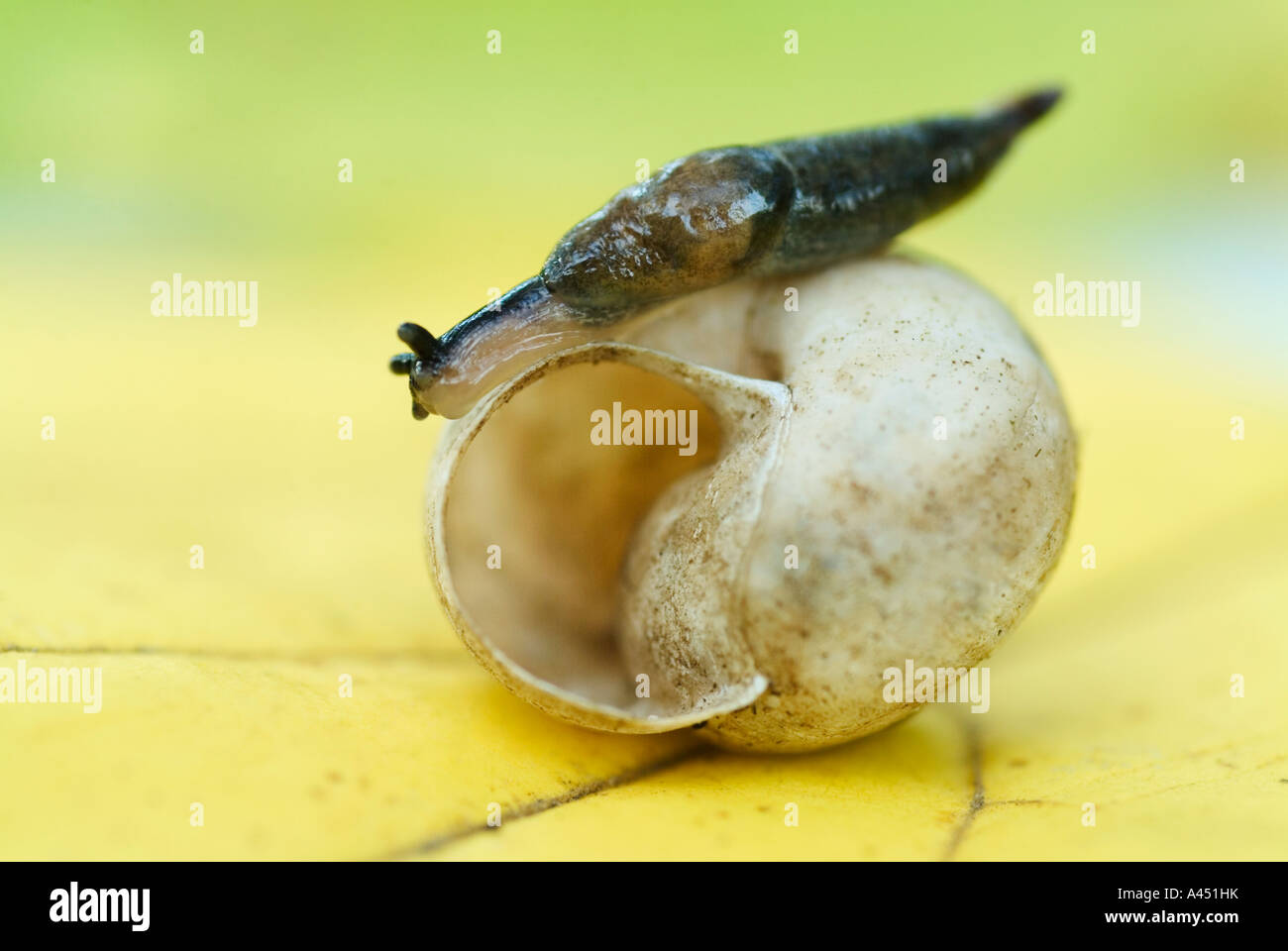 Snail on shell Stock Photo - Alamy