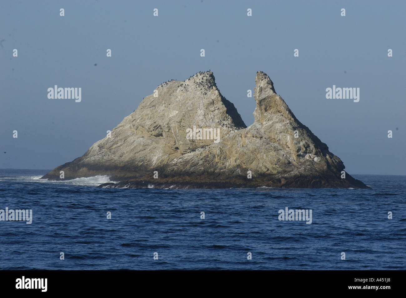 Farallon Islands Great white shark diving destination San Francisco Bay ...
