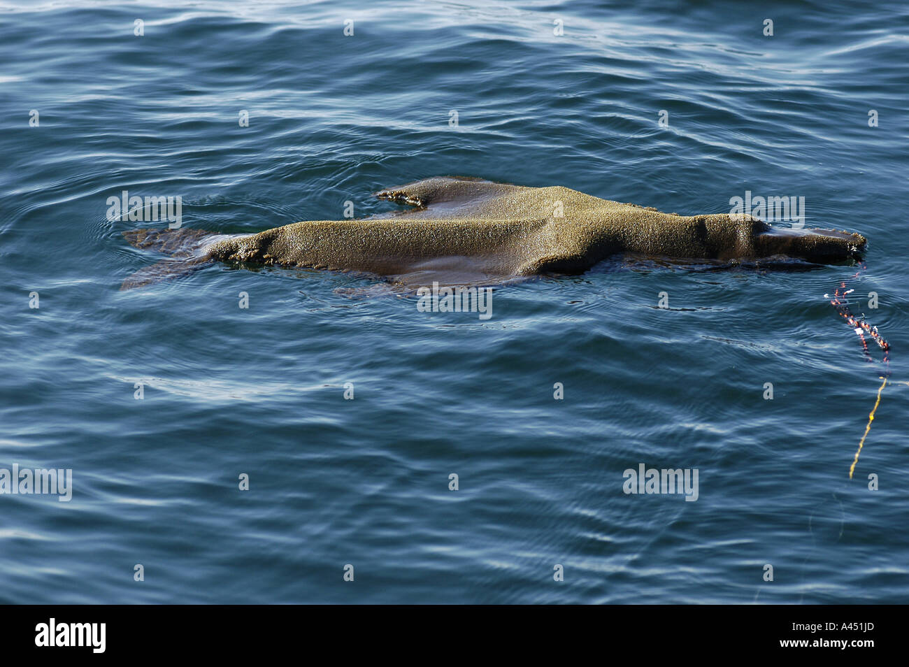 Seal decoy Shark cage Great white shark diving destination Farallon ...