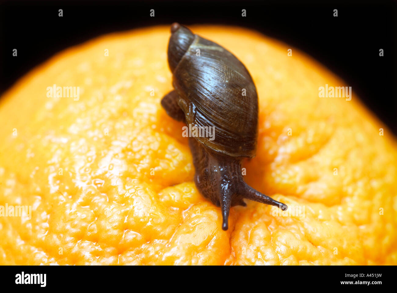 Citrus snail hi-res stock photography and images - Alamy