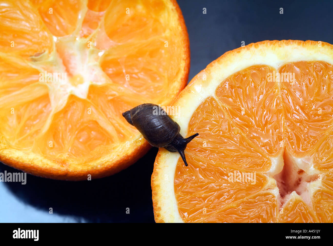 Snail on orange Stock Photo - Alamy