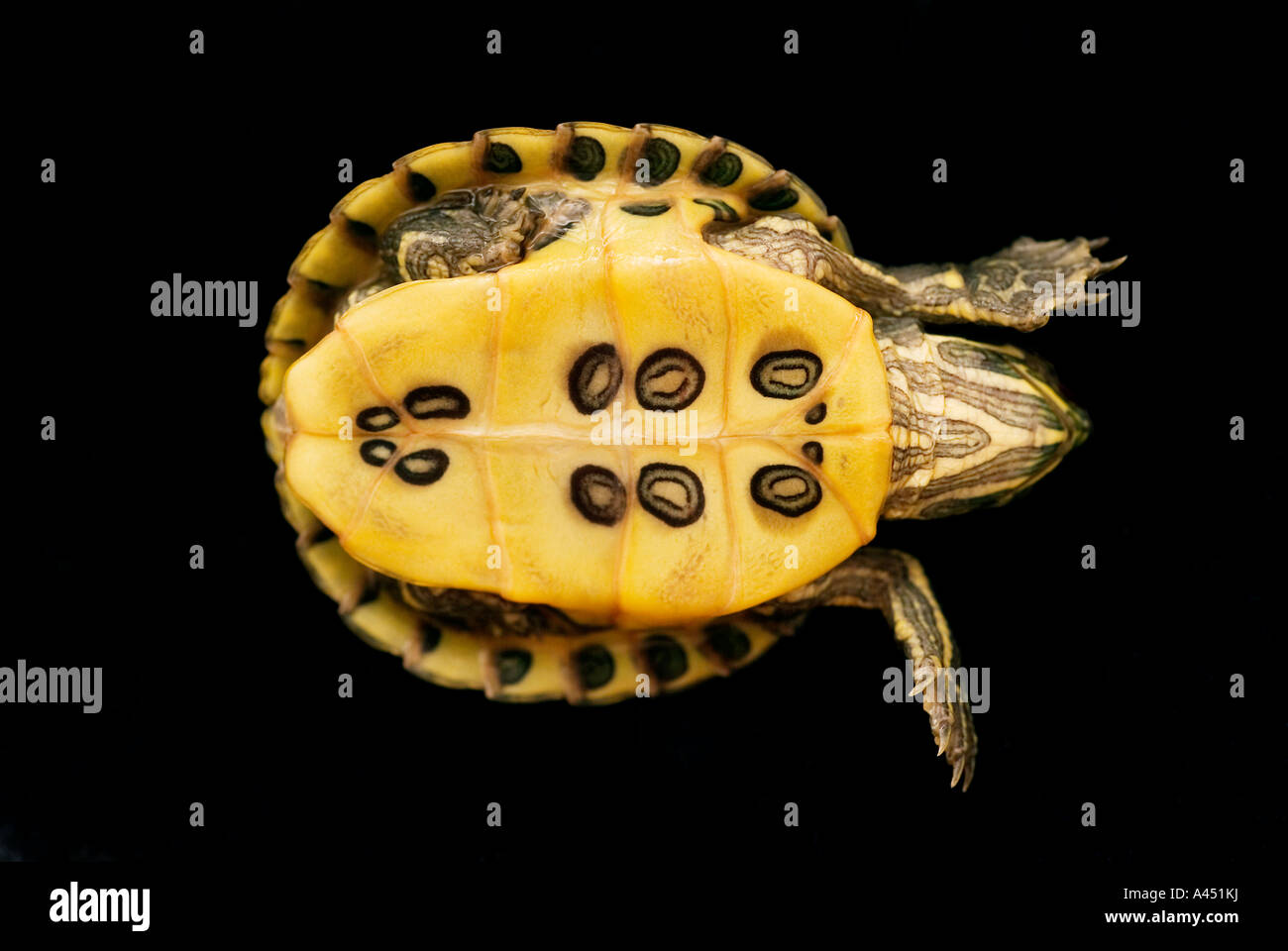 Yellow belly turtle hi-res stock photography and images - Alamy