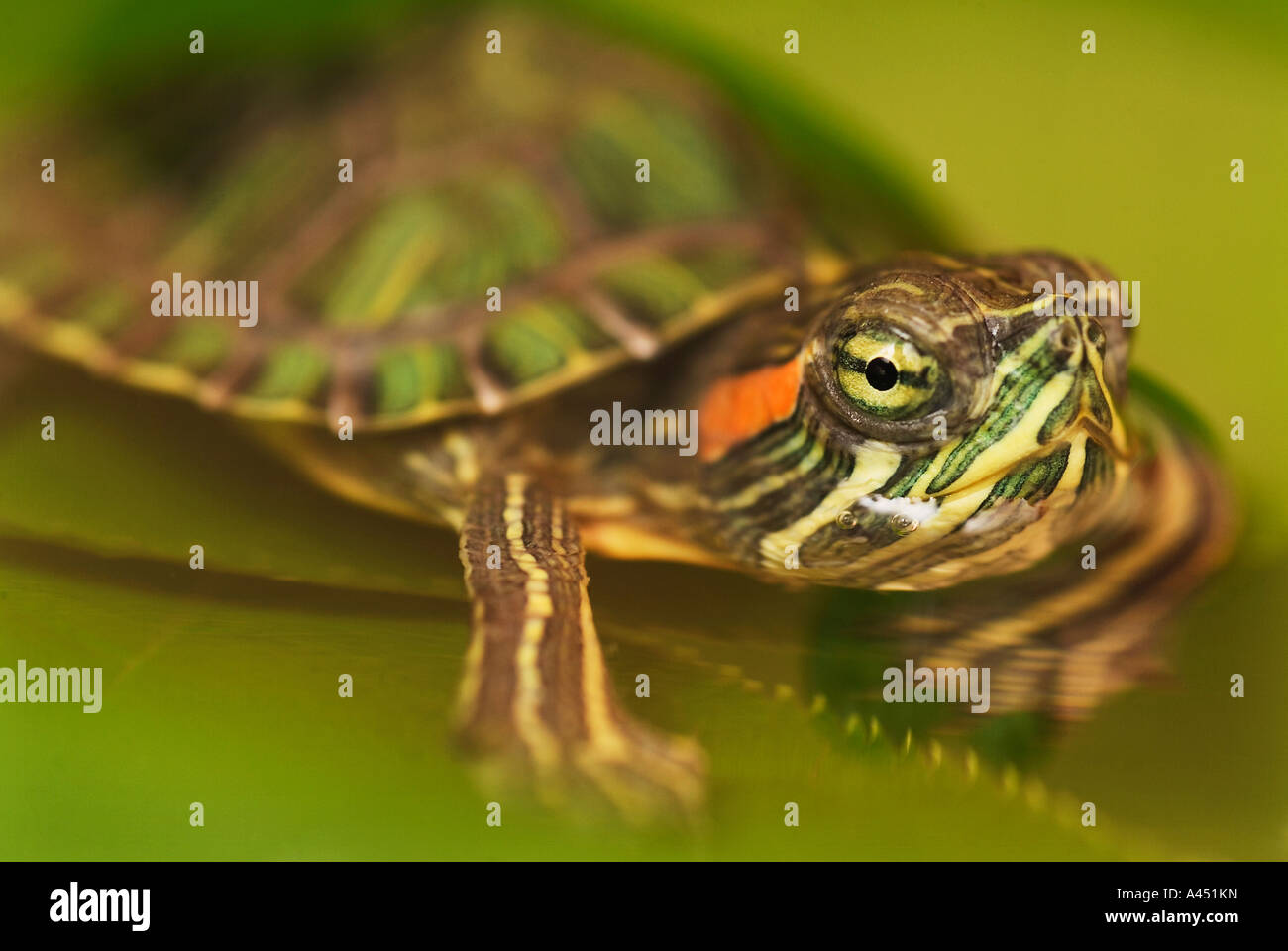 Snapping turtle close up photography hi-res stock photography and ...