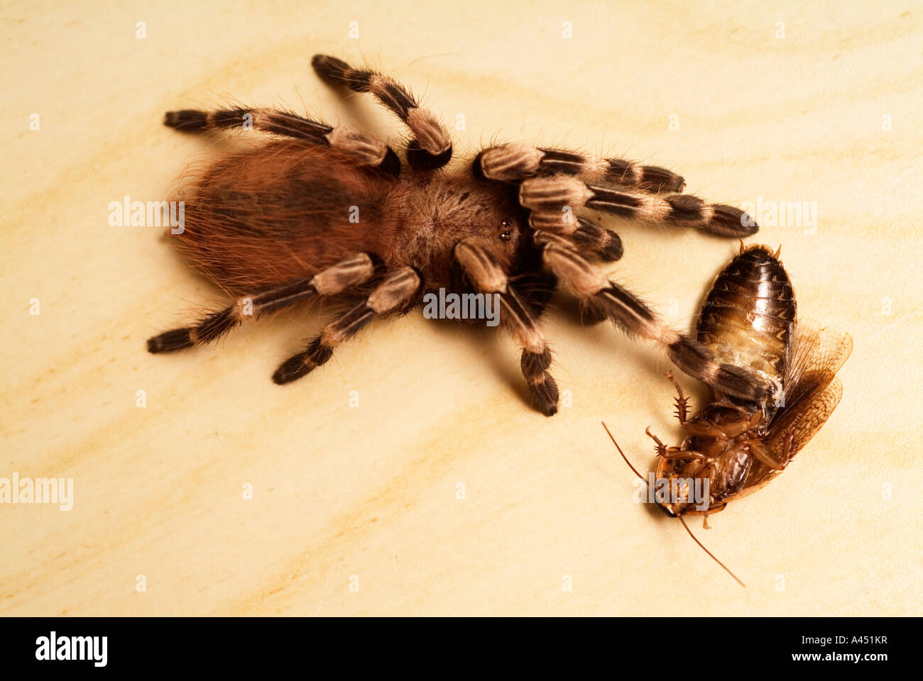 Tarantula and bug Stock Photo - Alamy