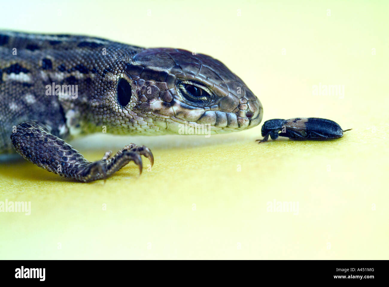 Lizard and bug Stock Photo - Alamy