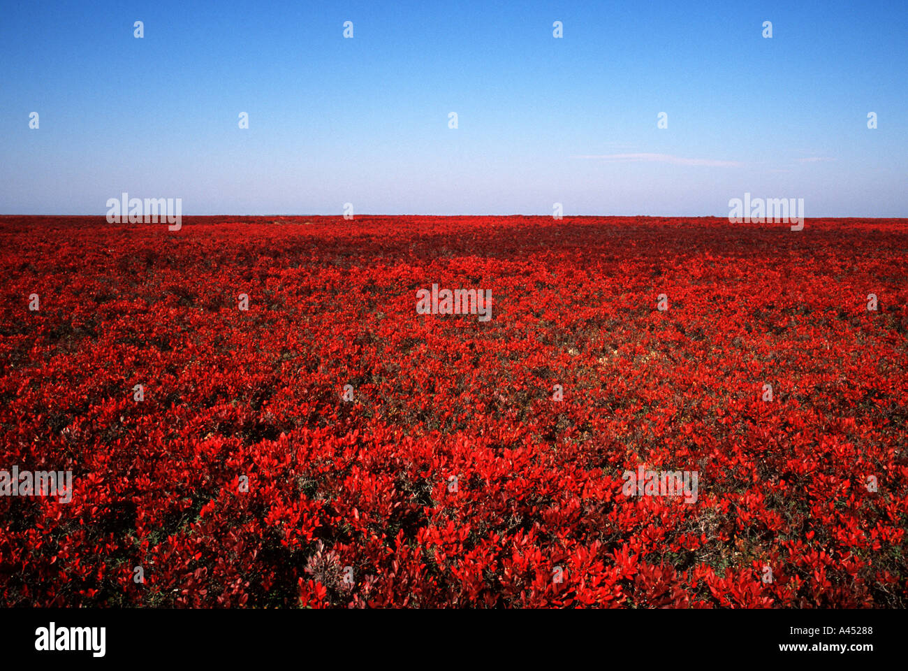 peat bog in bloom in early fall on Miscou Island New Brunswick Canada ...