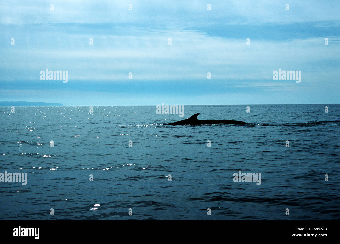 Finback whale watching canada hi-res stock photography and images - Alamy