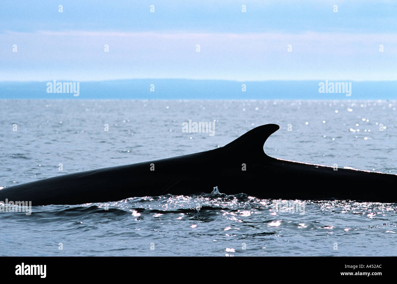 Finback whale hi-res stock photography and images - Alamy