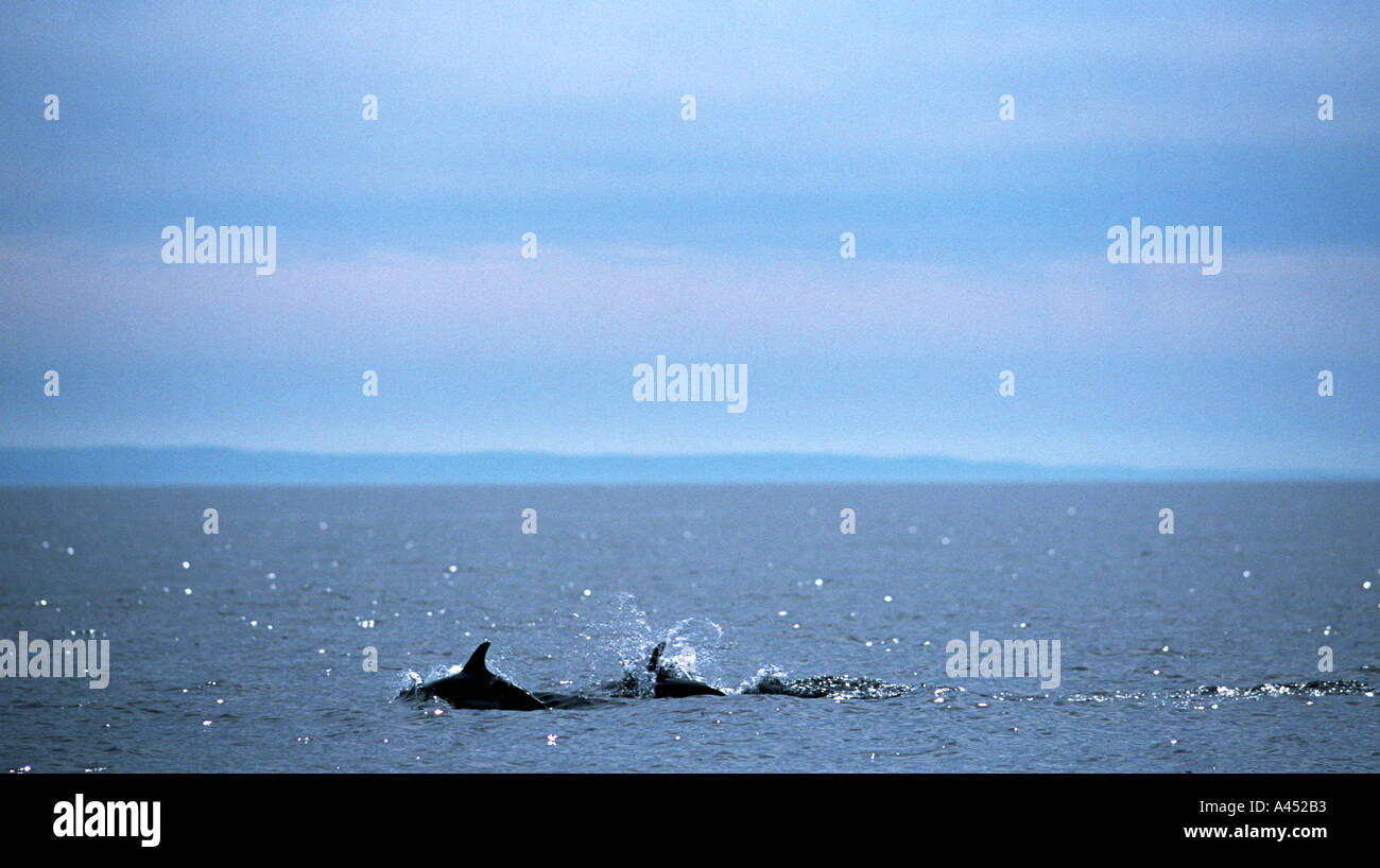 atlantic white sided dolphins bay of fundy canada Stock Photo - Alamy