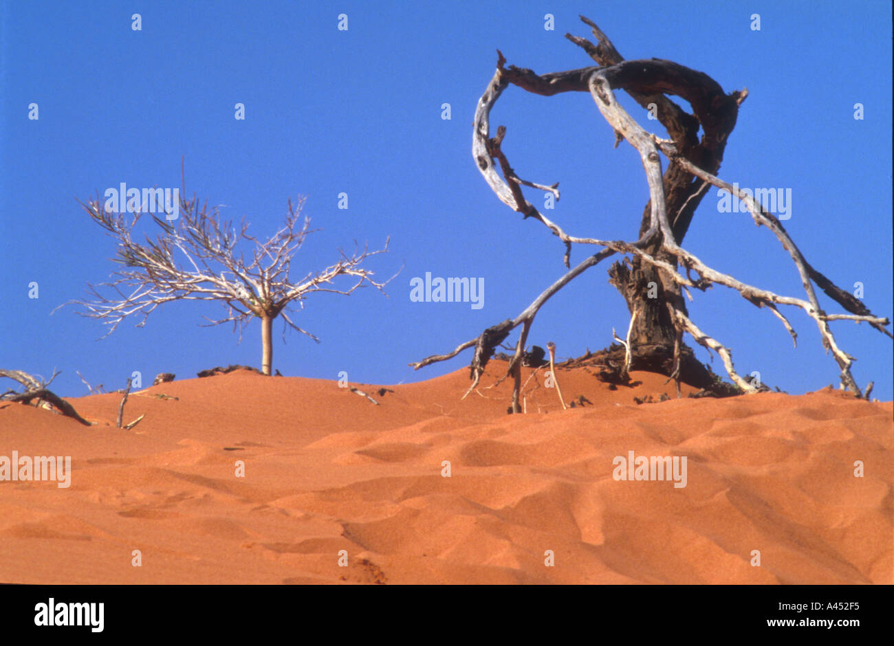 Old Peron tree Stock Photo - Alamy