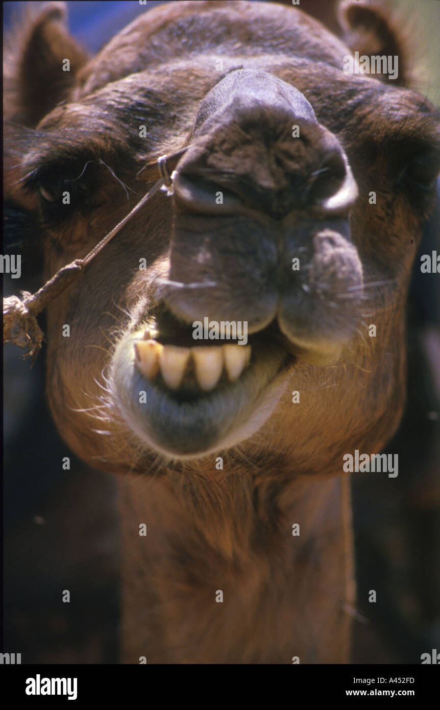 Camel features hi-res stock photography and images - Alamy