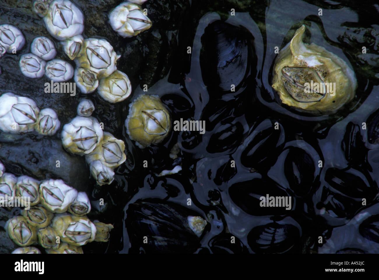 Intertidal zone mussels hi-res stock photography and images - Alamy