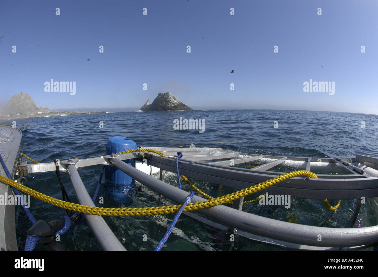 Shark cage Great white shark diving destination Farallon Islands San ...