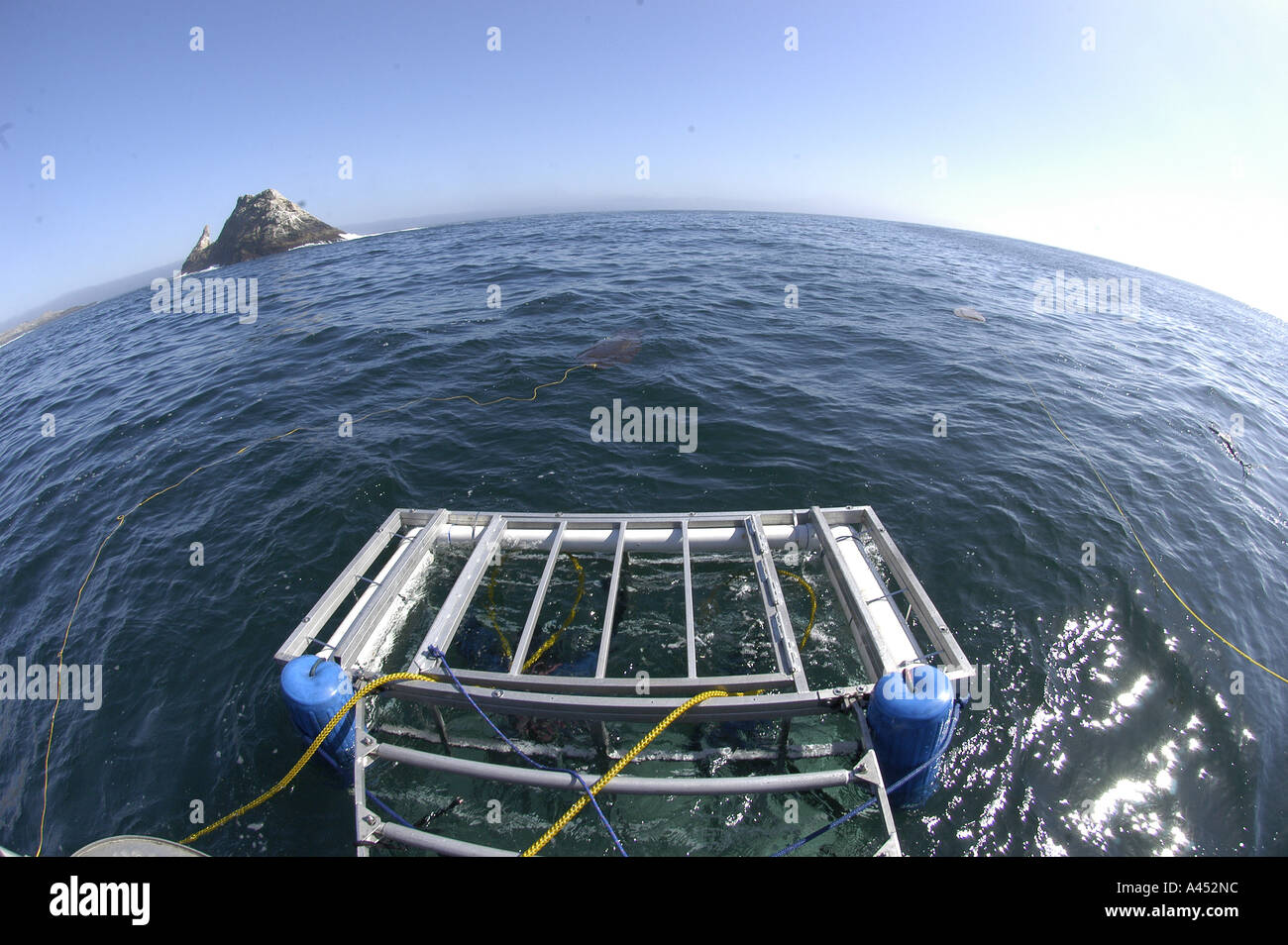 Shark cage Great white shark diving destination Farallon Islands San ...