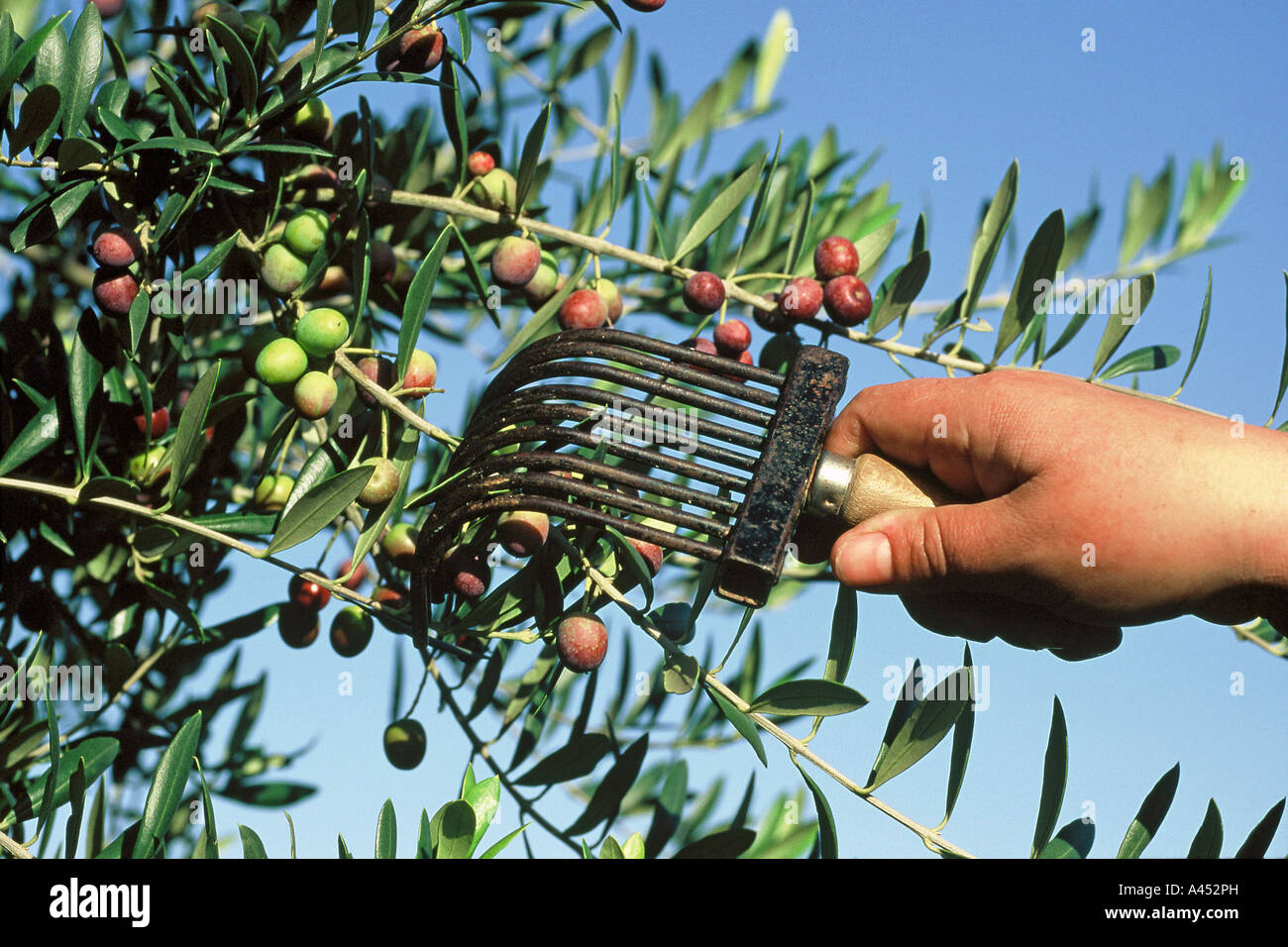 Olive harvesting tool hi-res stock photography and images - Alamy
