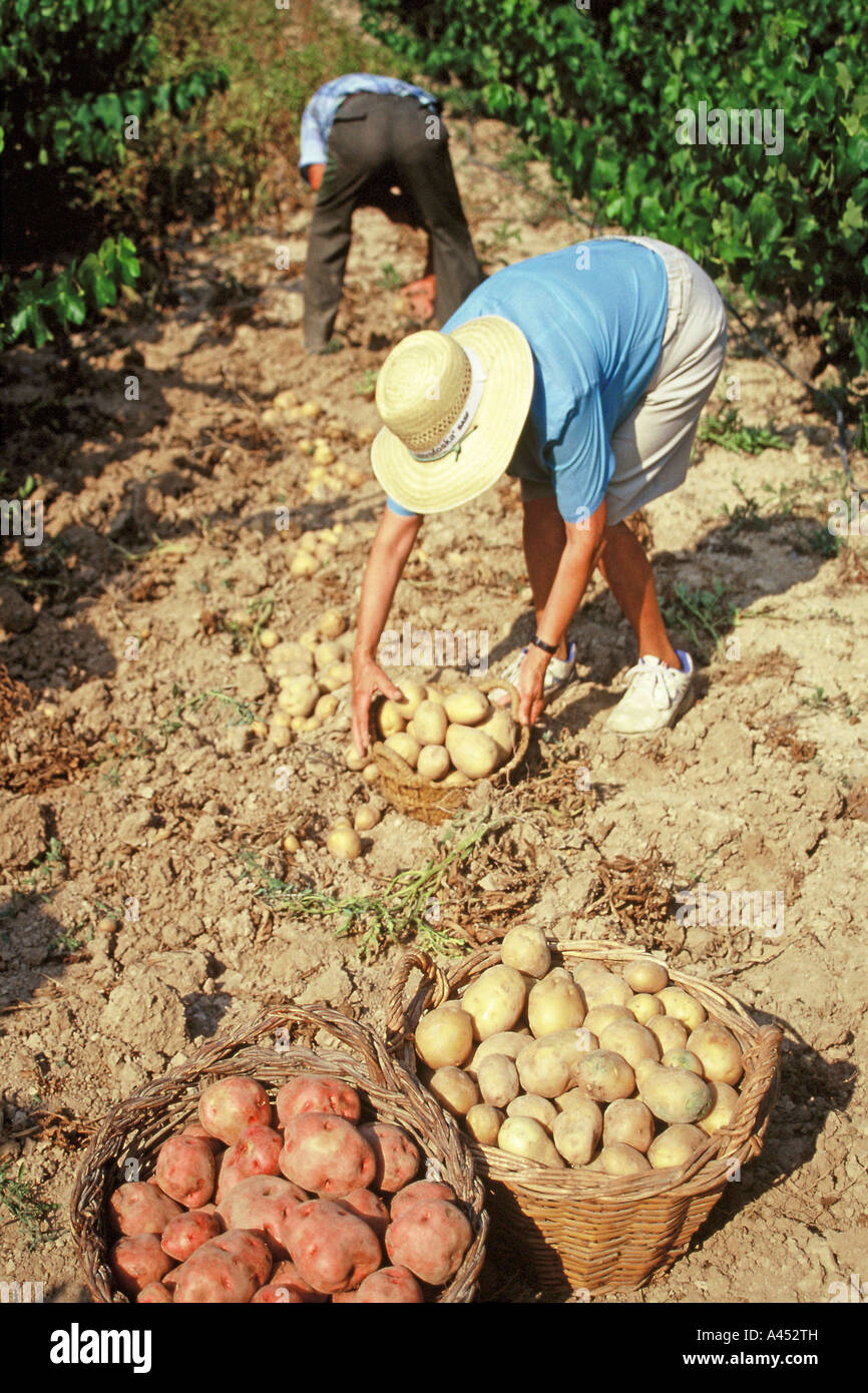 Two potato harvesters hi-res stock photography and images - Alamy