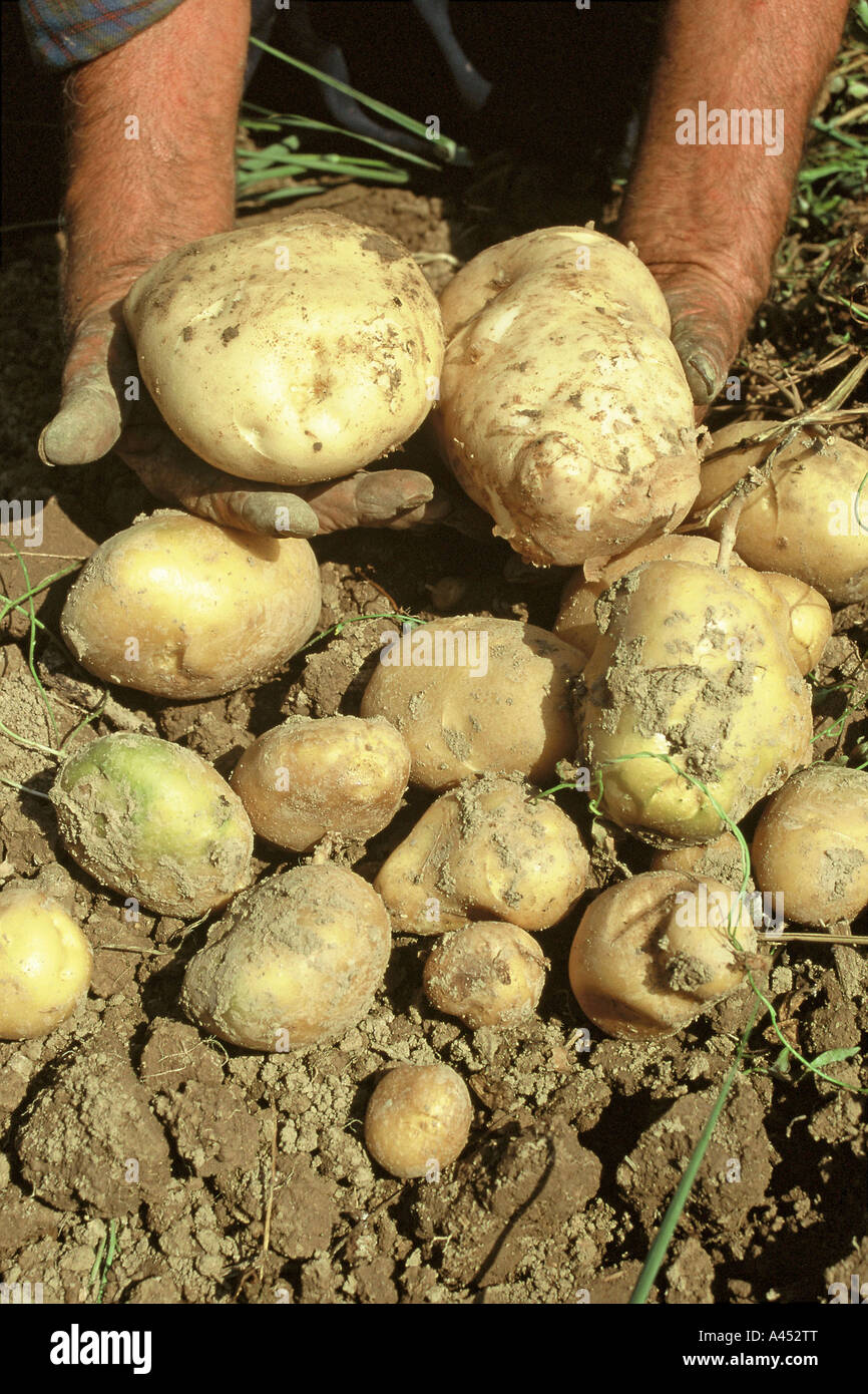 Farmer showing harvested potatoes hi-res stock photography and images ...