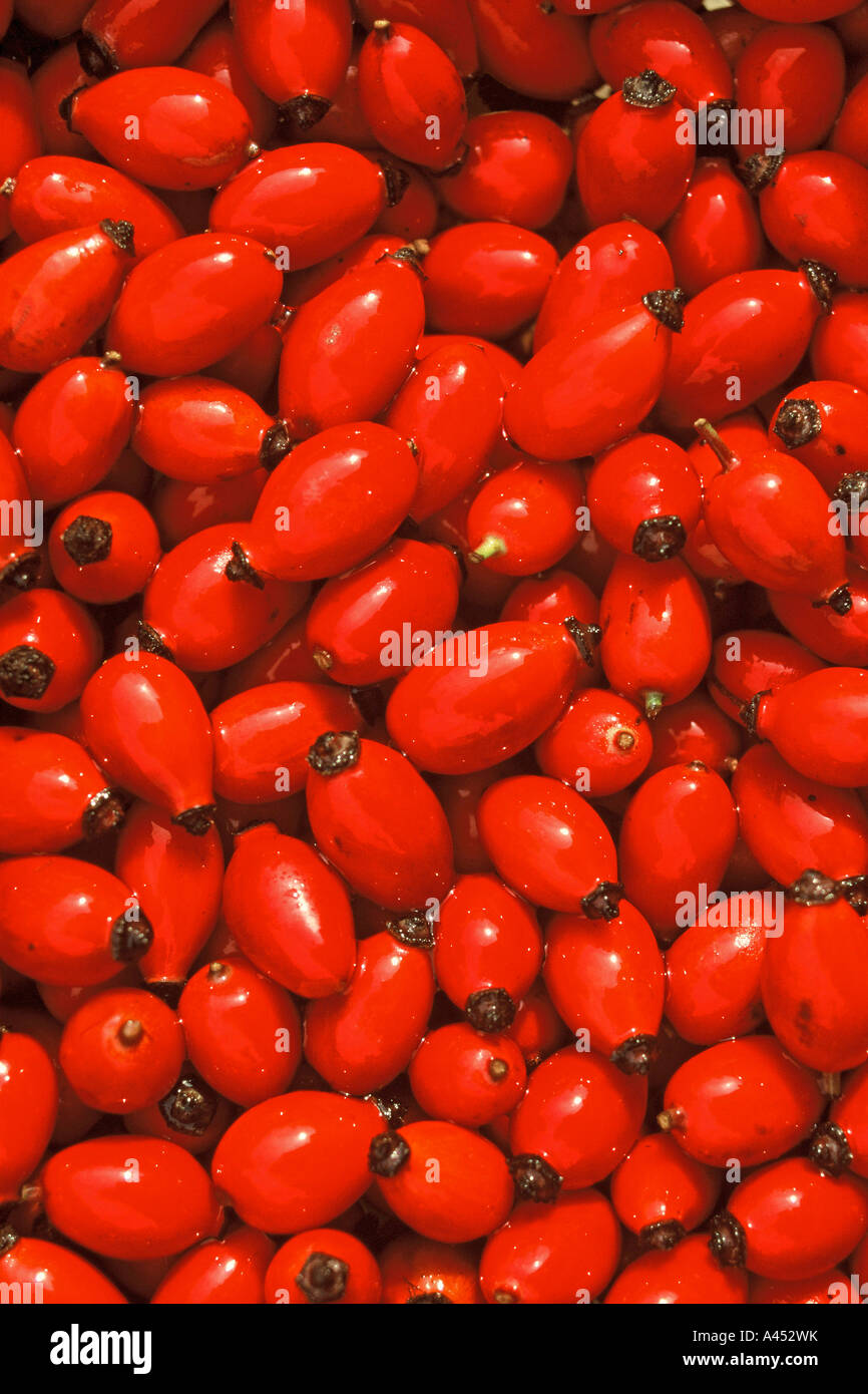 Rose hips Rosa canina fruits Stock Photo - Alamy