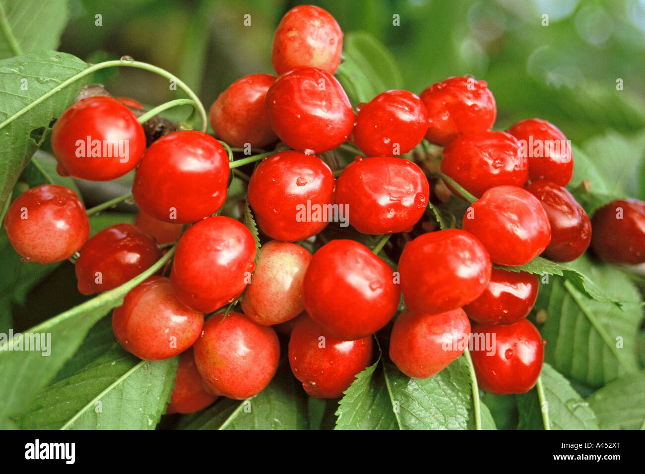Sweet cherries fruit on hi-res stock photography and images - Alamy
