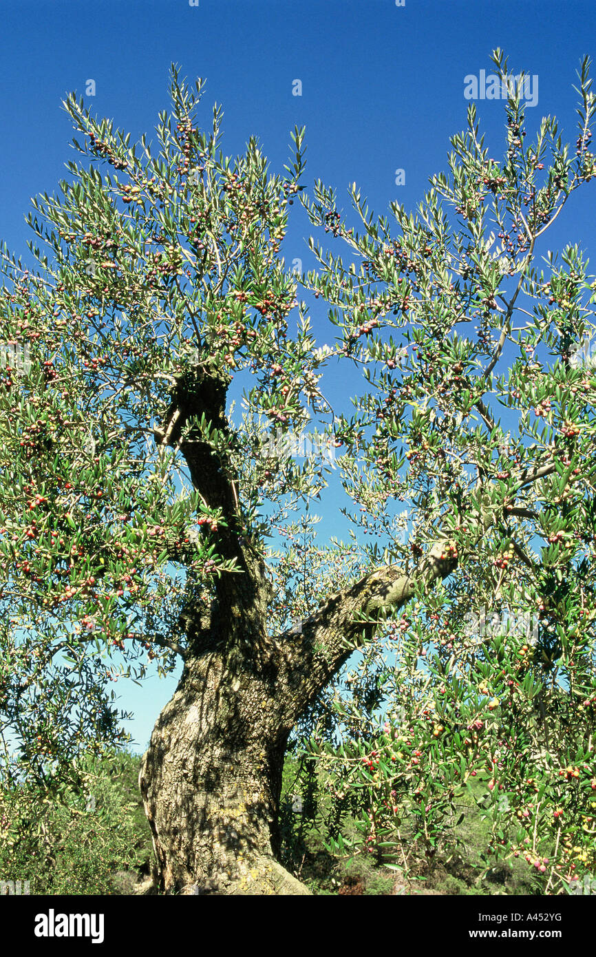 Olive tree Olea europaea Spain Stock Photo - Alamy