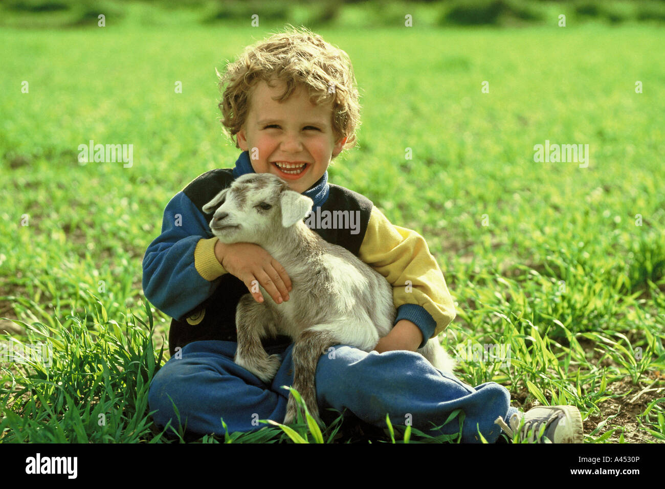 Little goat and child Stock Photo - Alamy
