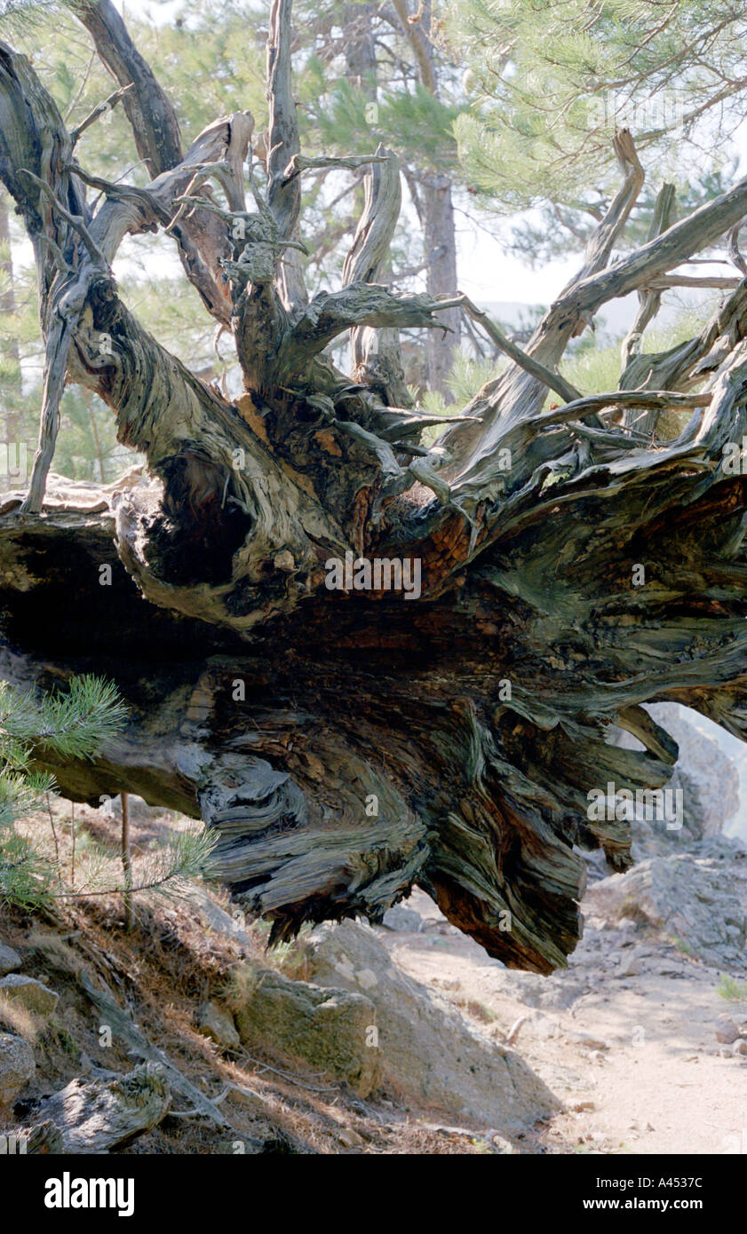 Corsica fallen tree Stock Photo - Alamy