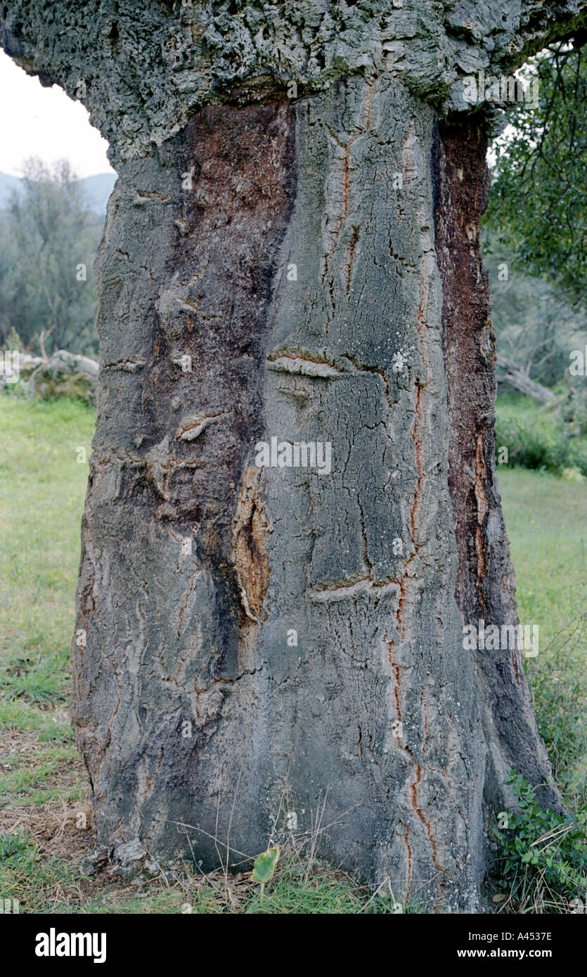 Corsica native Cork Oak Stock Photo - Alamy
