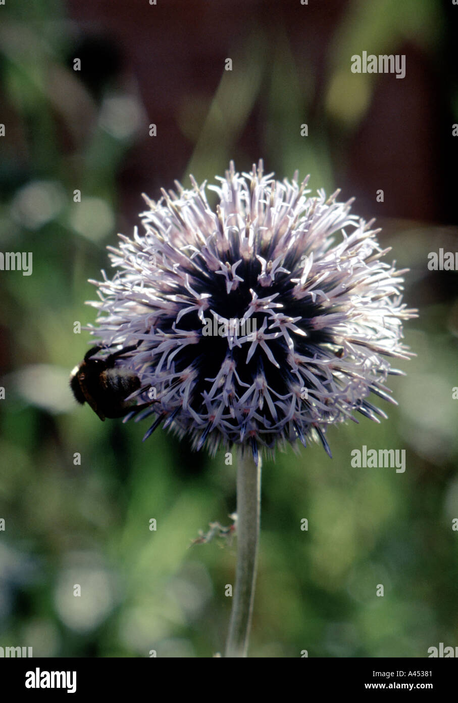 Echinops Globe Thistle and bee Stock Photo - Alamy