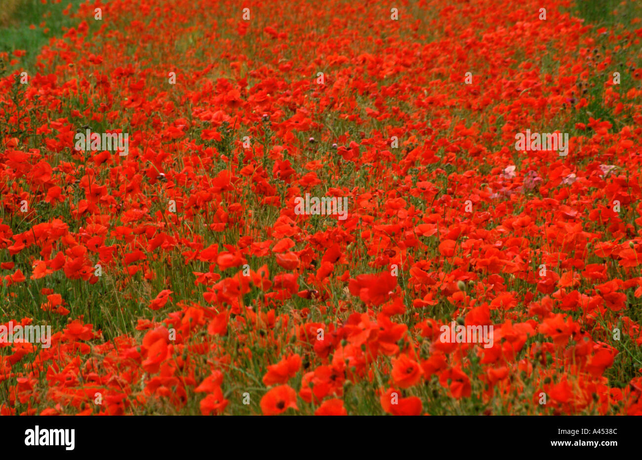 Poppy Field Common Poppies Papaver Rhoeas Stock Photo - Alamy