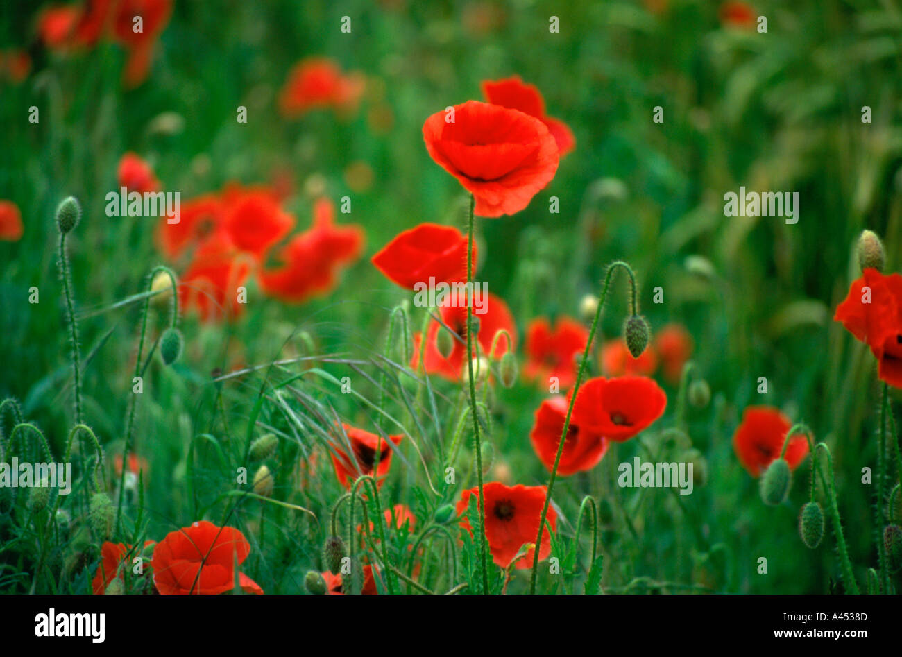 Poppies rewilding hi-res stock photography and images - Alamy