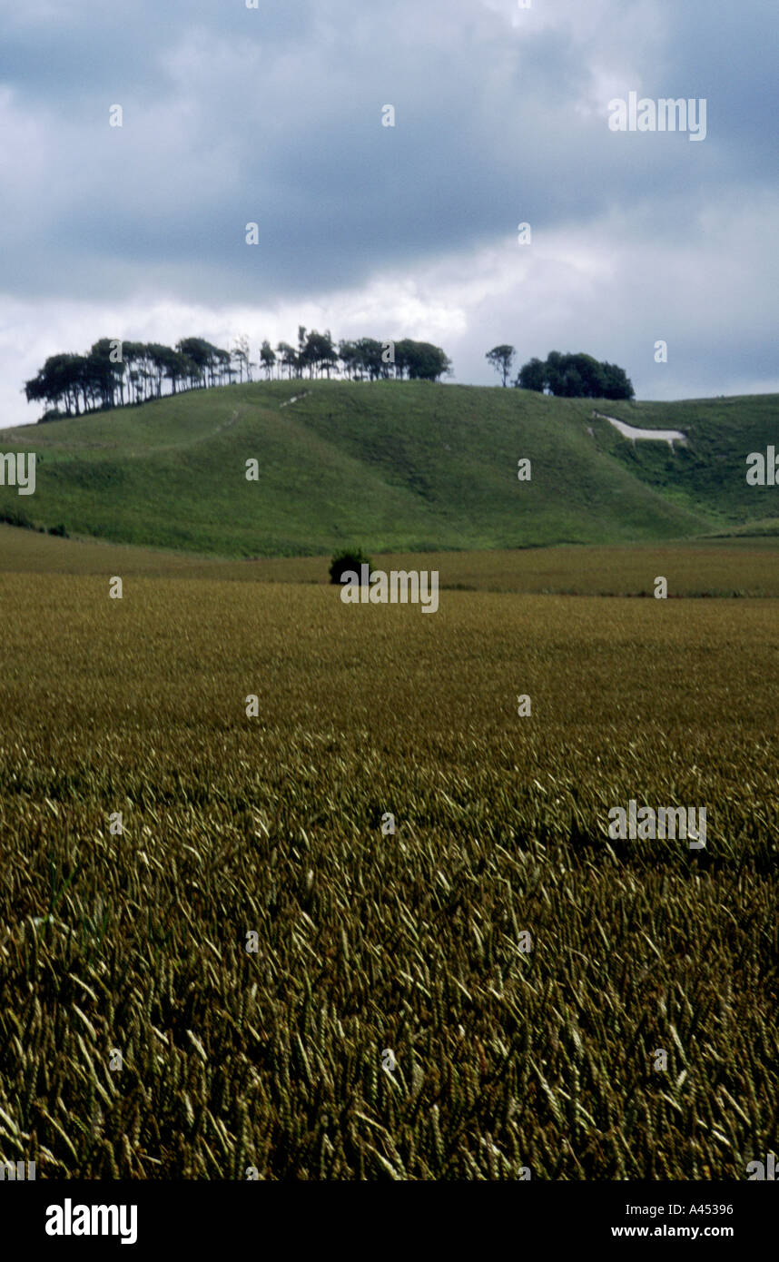 Cherhill White Horse in Wiltshire UK an ancient depiction carved into ...