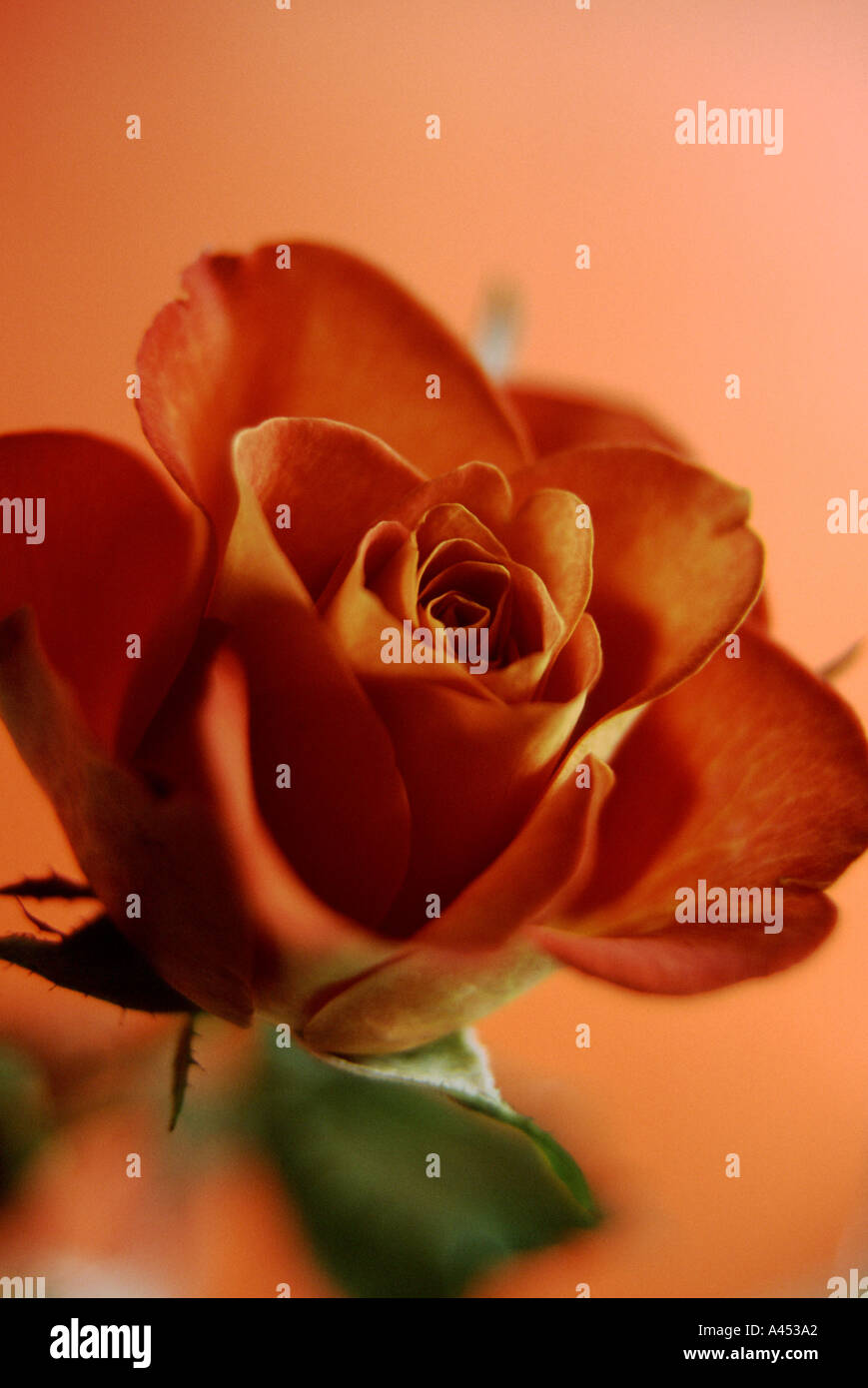 Rose rosa fair hi-res stock photography and images - Alamy