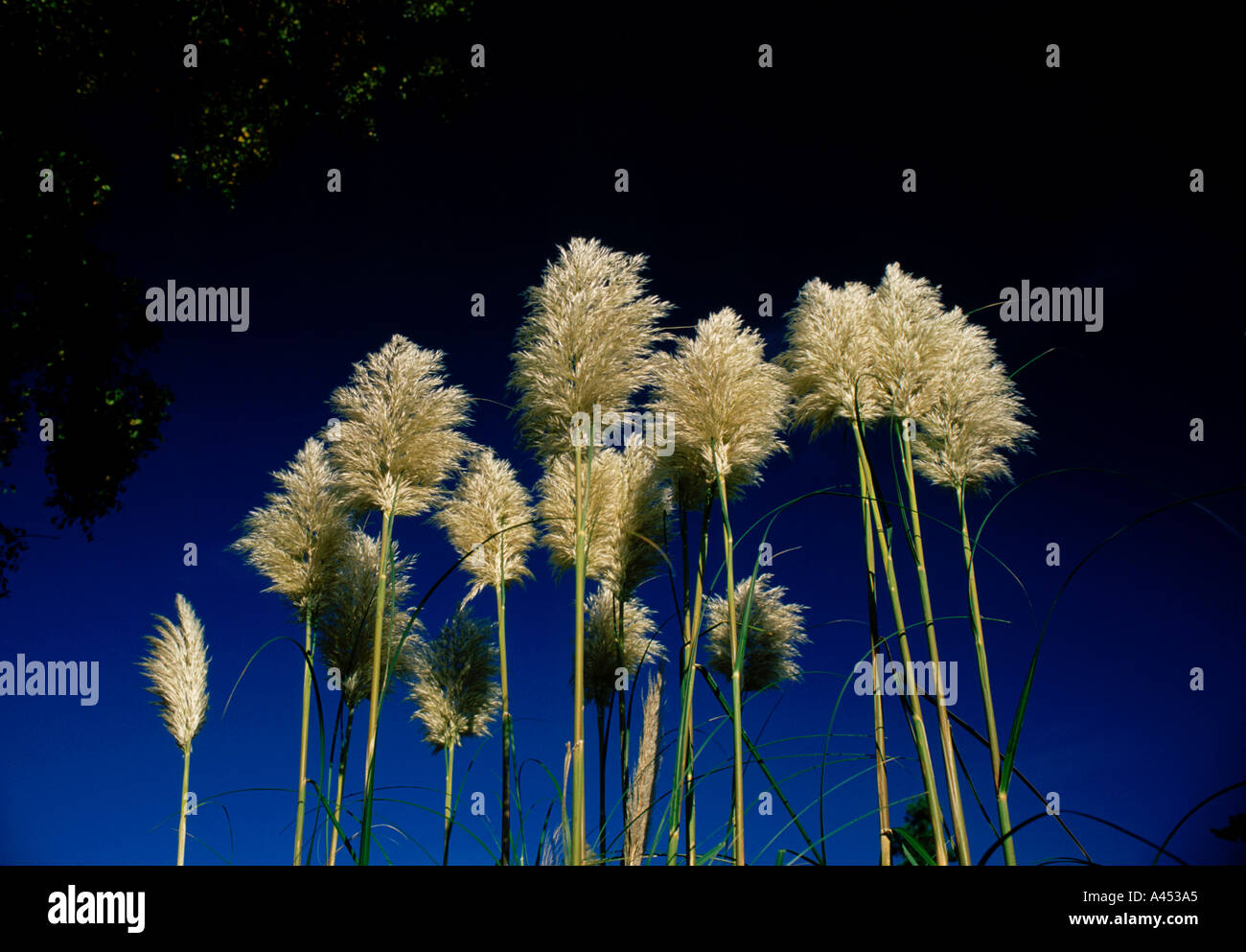 Andean Pampas Grass Cortaderia selloana Stock Photo - Alamy