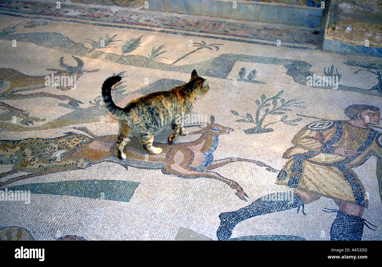 Cat mosaic roman hi-res stock photography and images - Alamy