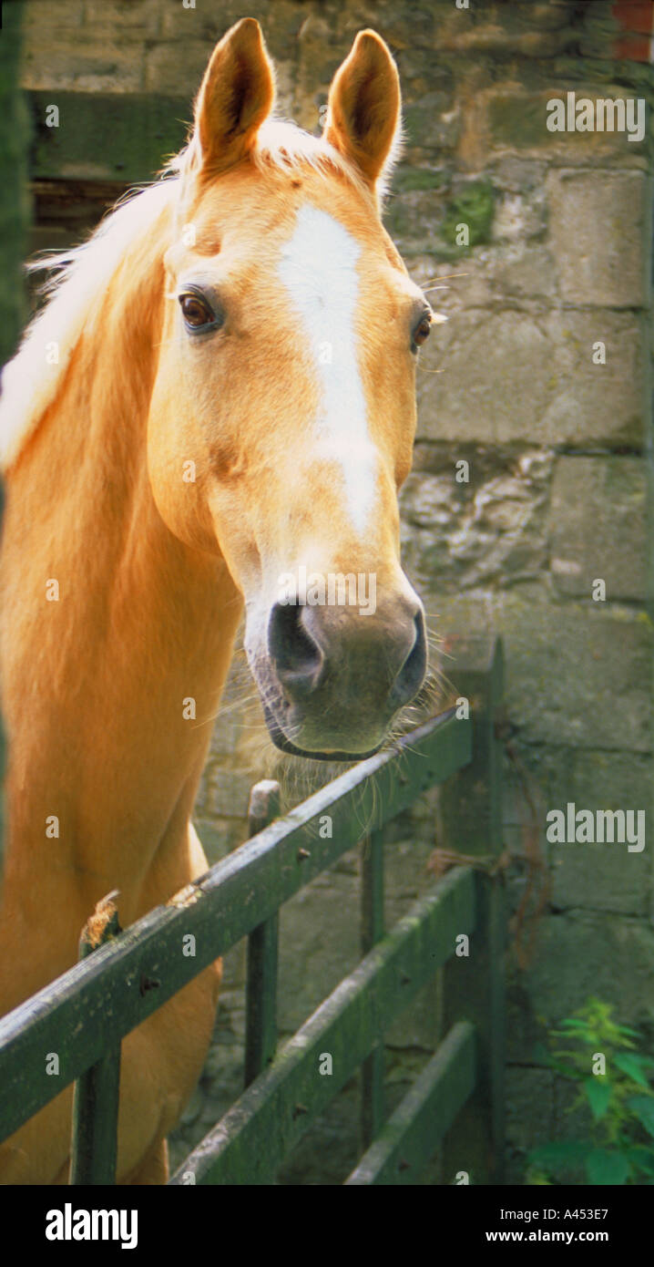 Horses head hi-res stock photography and images - Alamy