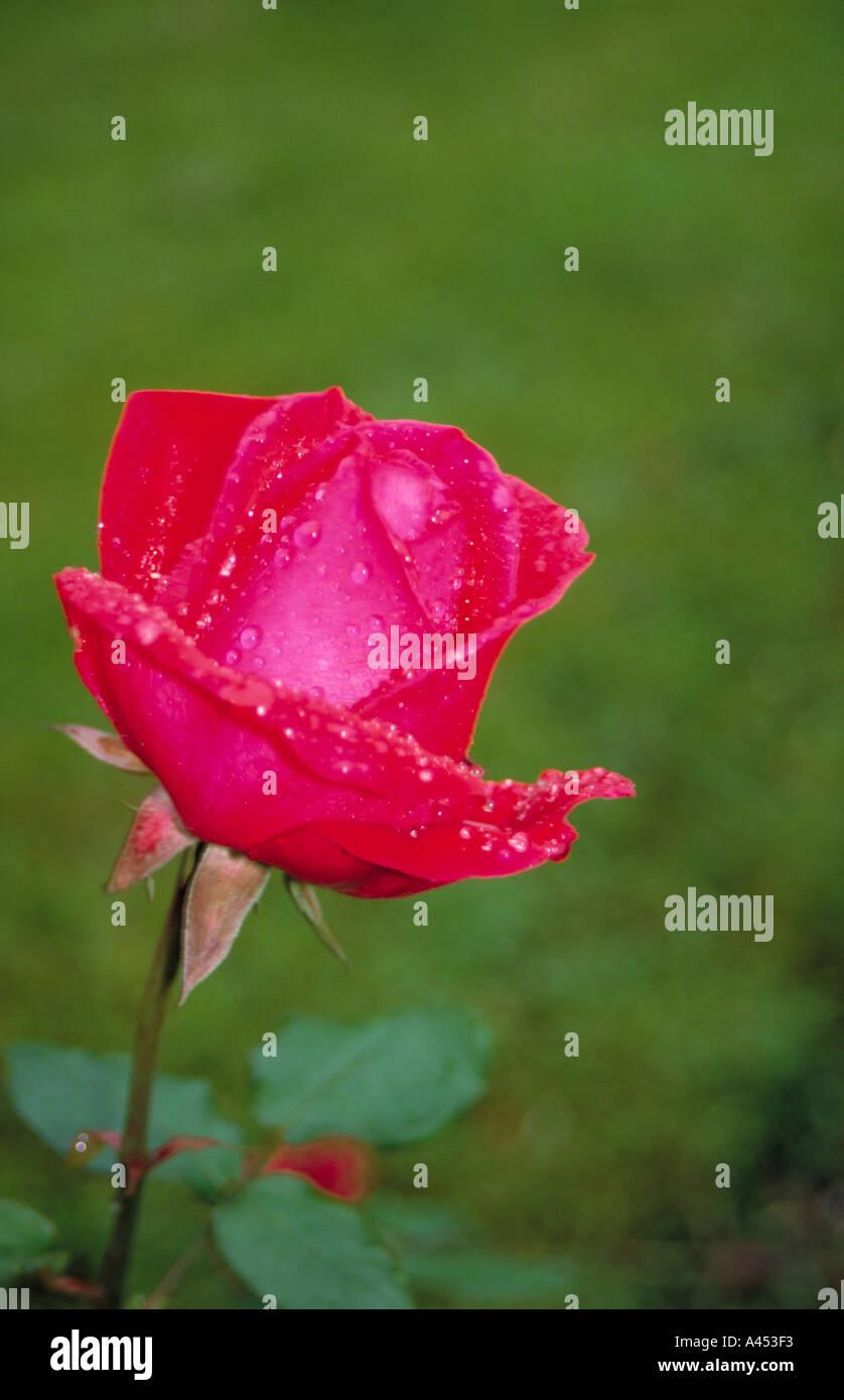 Red Rose and raindrops Stock Photo - Alamy