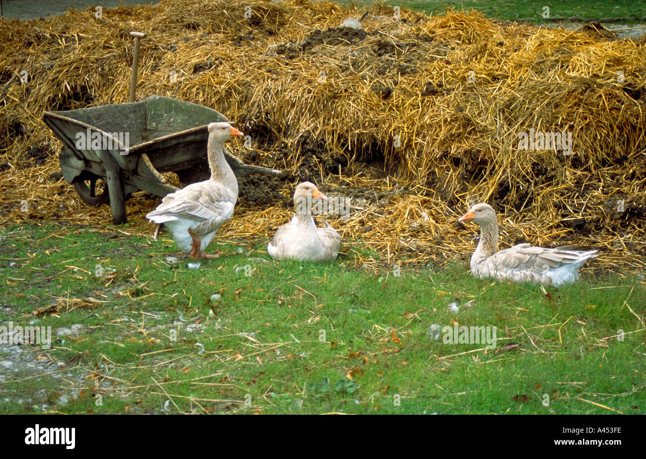 Farmyard geese hi-res stock photography and images - Alamy