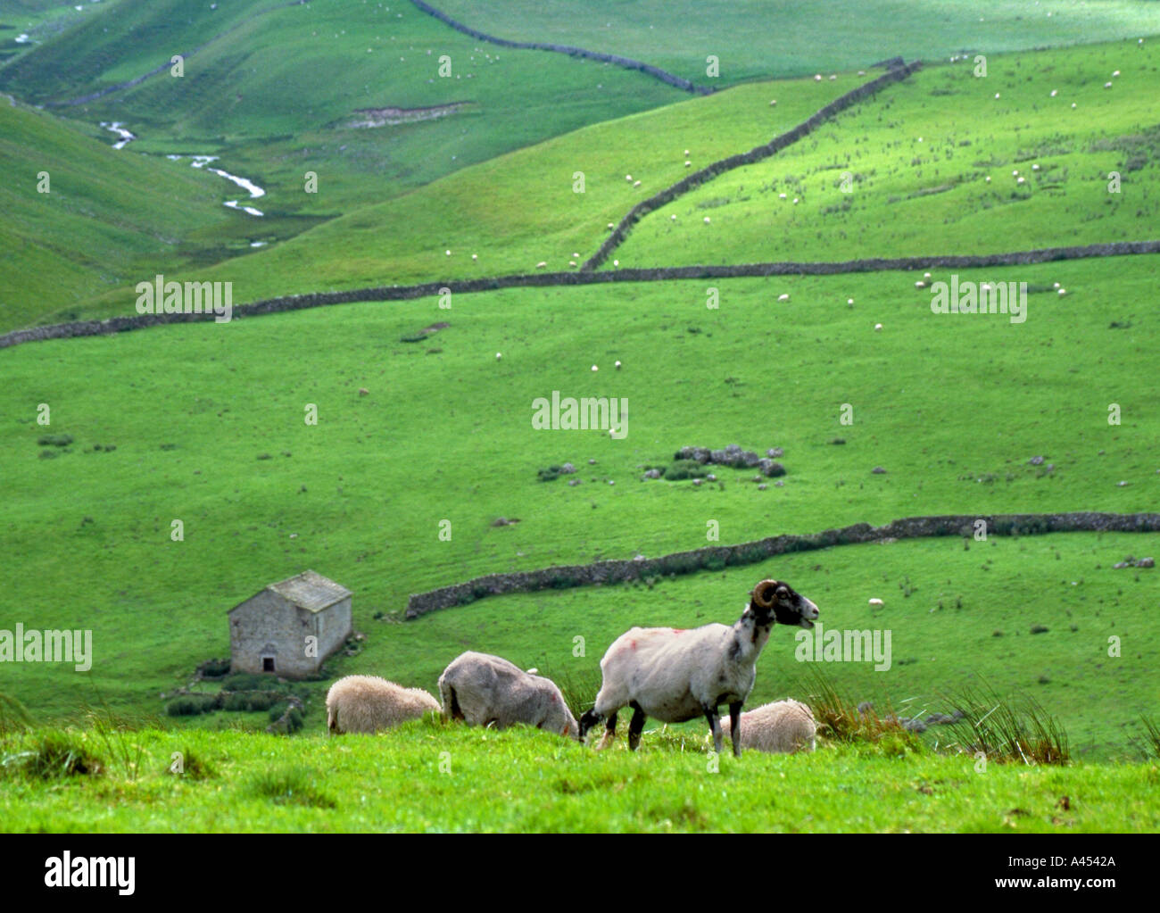 Malhamdale hills and Sheep Yorkshire Dales Stock Photo - Alamy