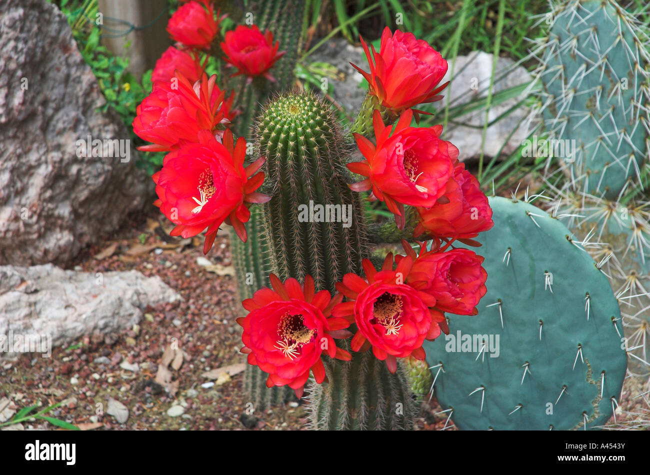 Flowering cactus in the Heller Botanical Garden Gardone Riviera Lake ...