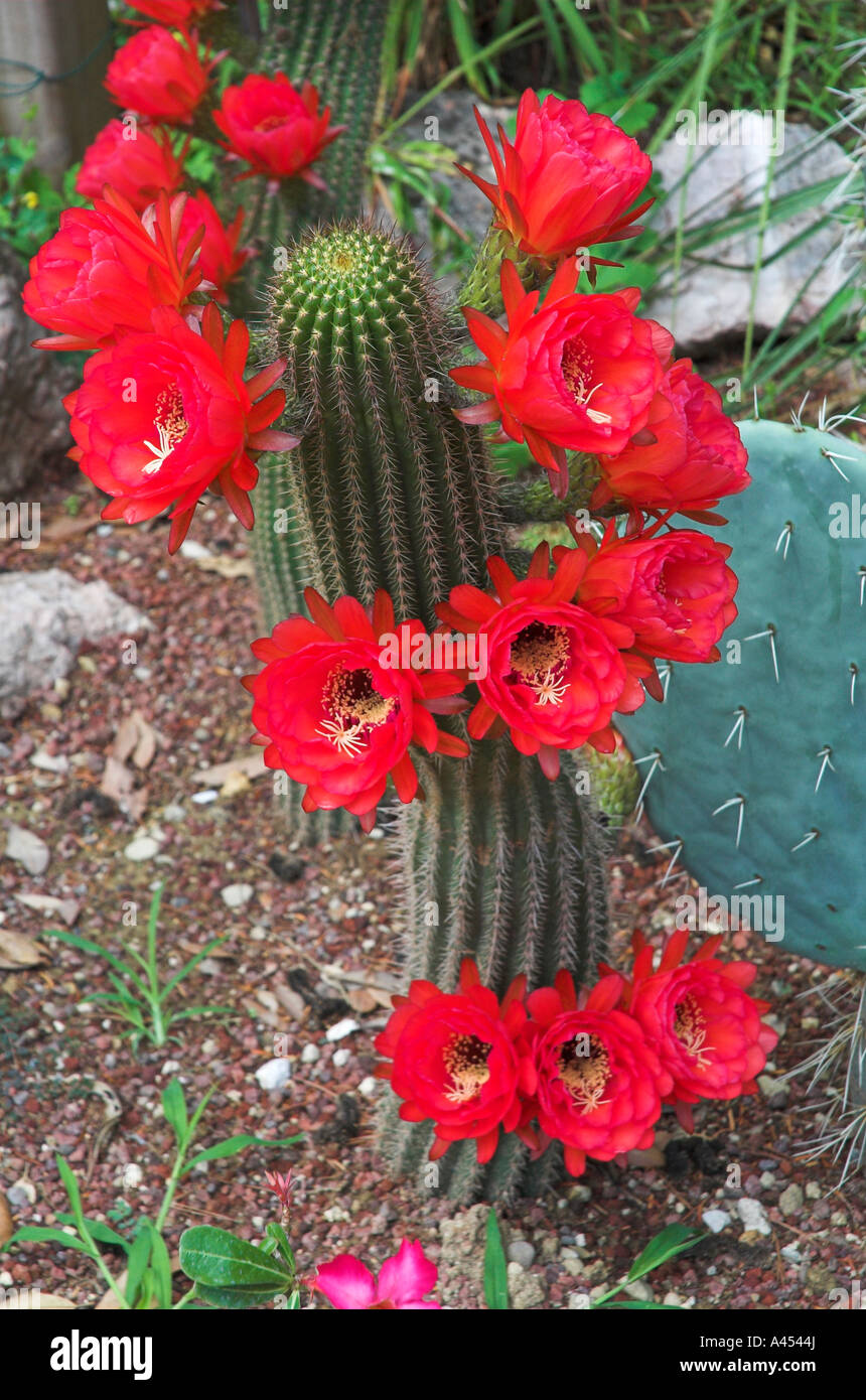 Flowering cactus in the Heller Botanical Garden Gardone Riviera Lake ...