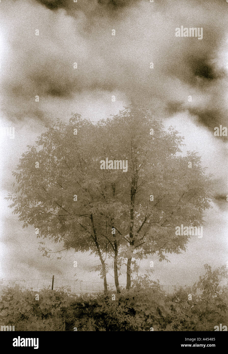 The magic tree Stock Photo - Alamy