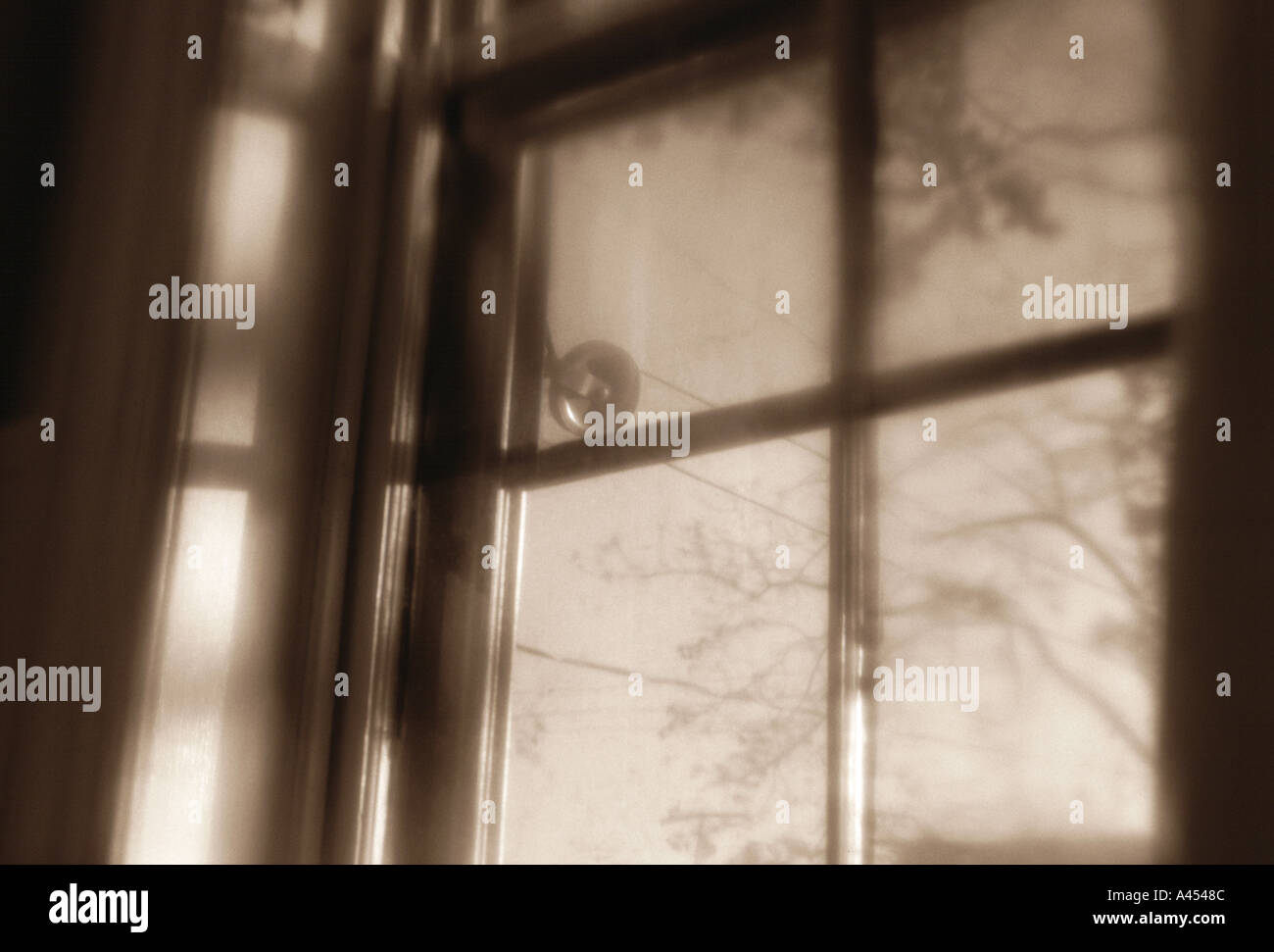 Window and view of tree limbs outside Stock Photo - Alamy