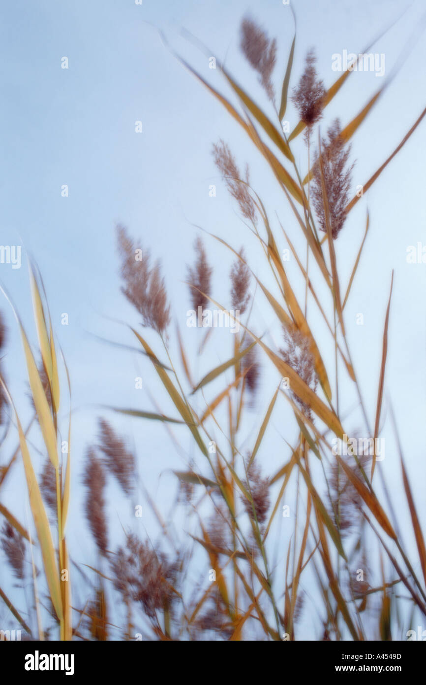 Giant reed grass swaying with a gentle summer breeze photographed from ...