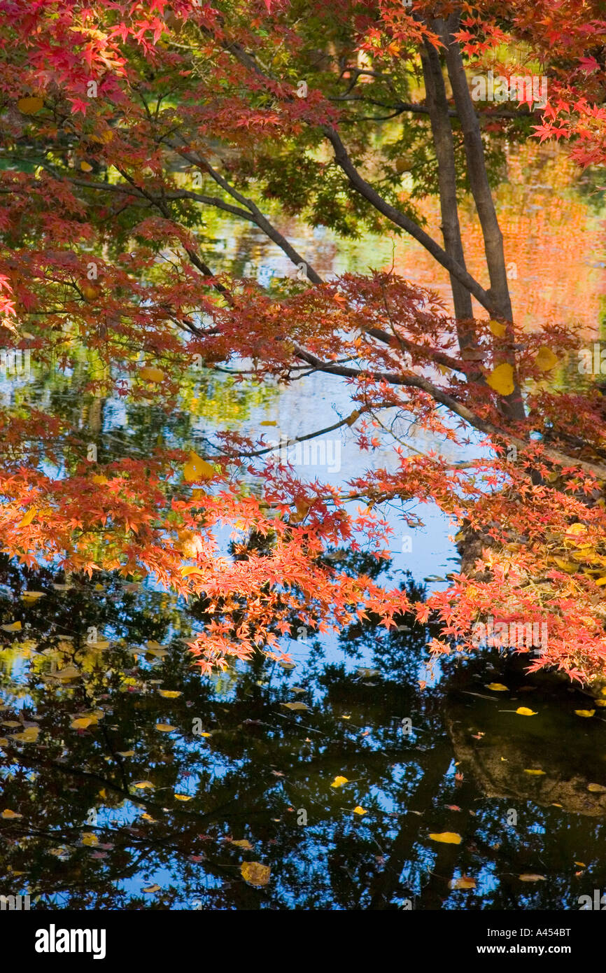 Japanese maple on tree hi-res stock photography and images - Alamy