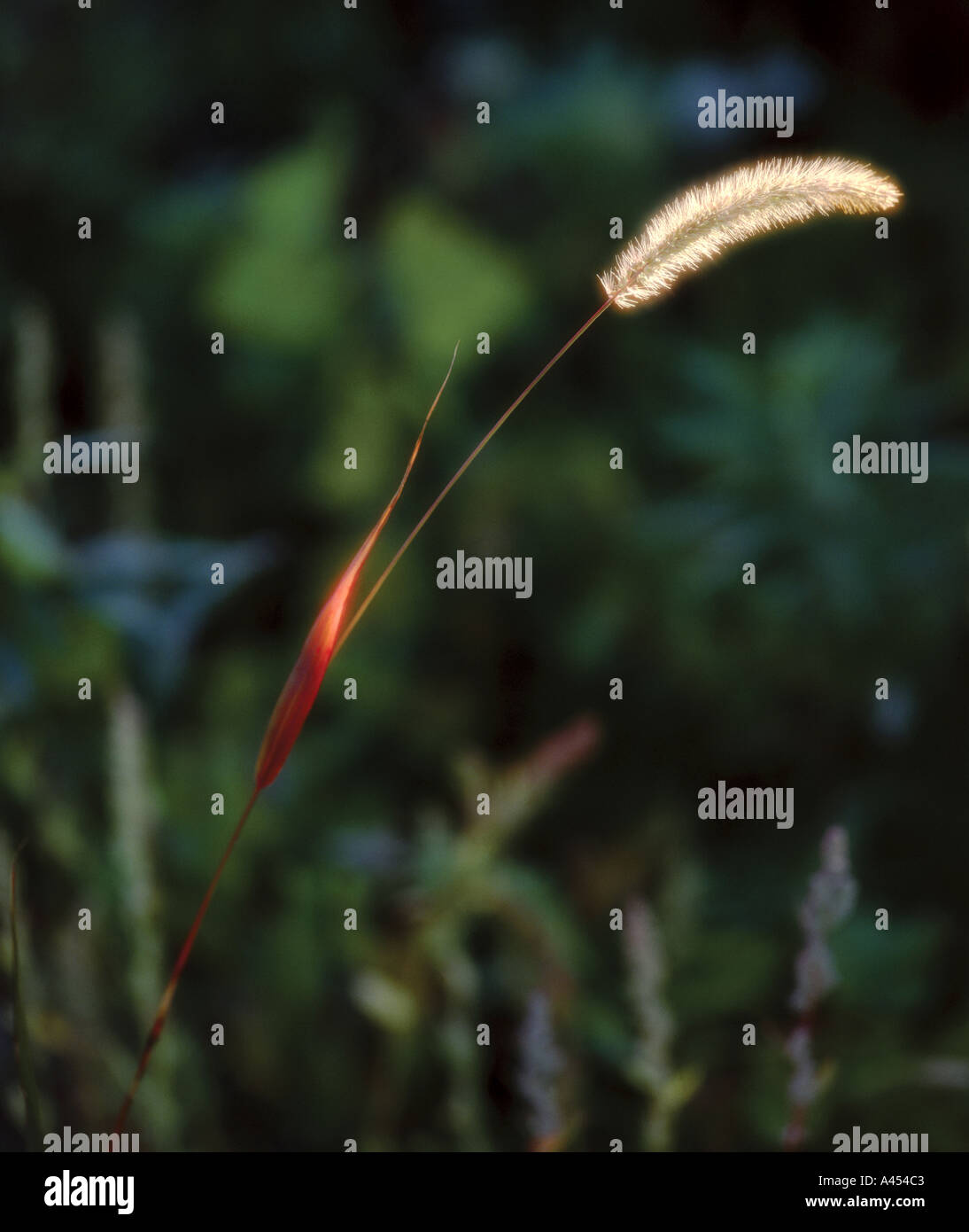 Single strand of straw Stock Photo - Alamy