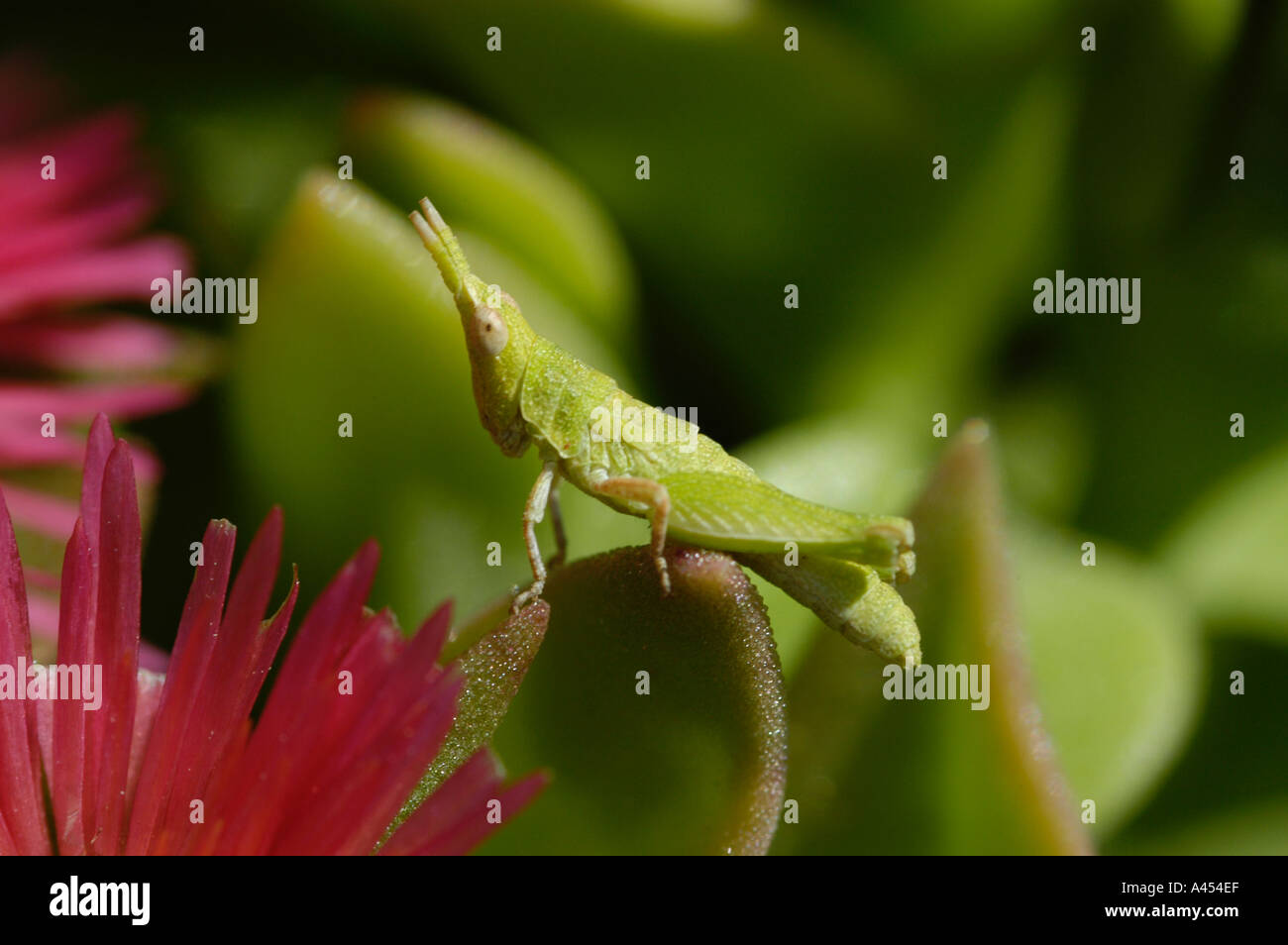 Leaf hopper hi-res stock photography and images - Alamy
