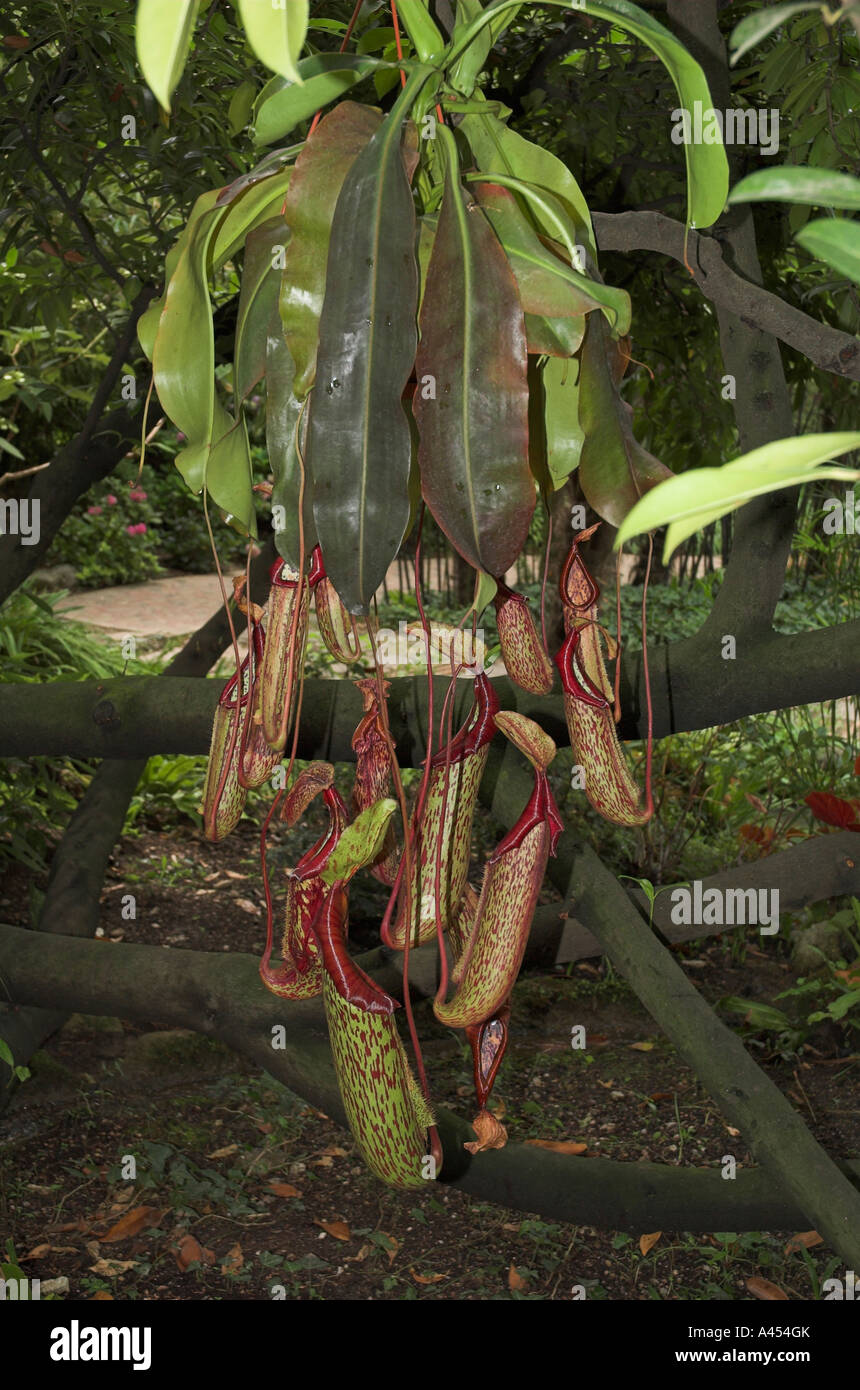 Pitcher plant Monkey Cups Nepenthes hanging in the Heller Botanical ...