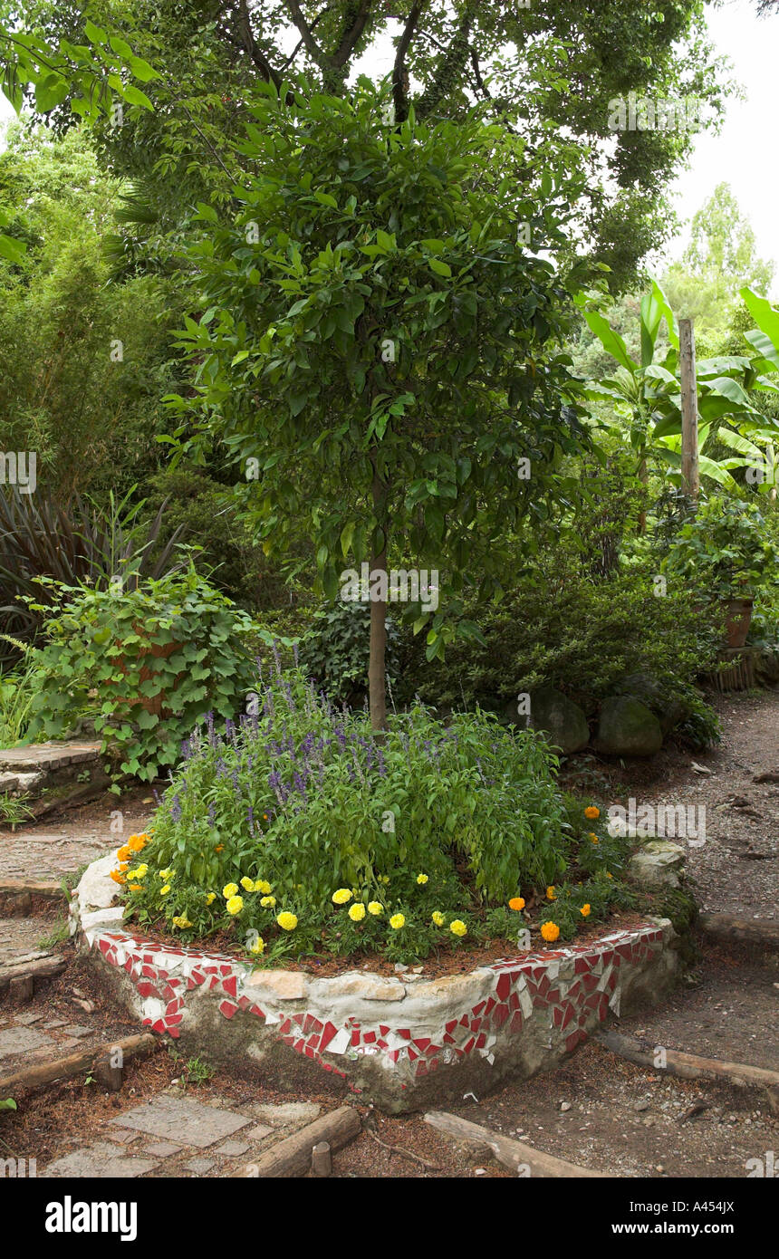 Small tree growing in the Heller Botanical Garden Gardone Riviera Lake ...
