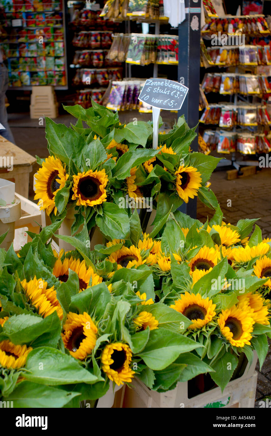 Sunflowers for sale on a flower stall in an Amsterdam street market ...