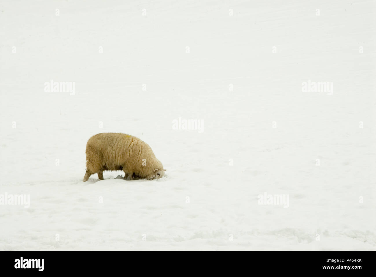 Burrowed hi-res stock photography and images - Alamy